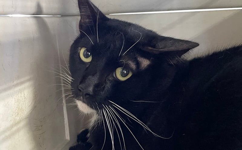 Black Cats in Shelters: The Facts Behind the Stigma