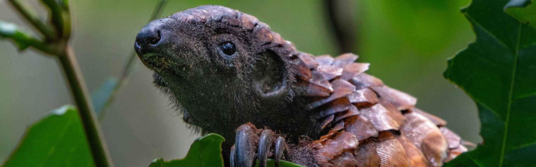The Role of Pangolin Fathers in Saving a Species