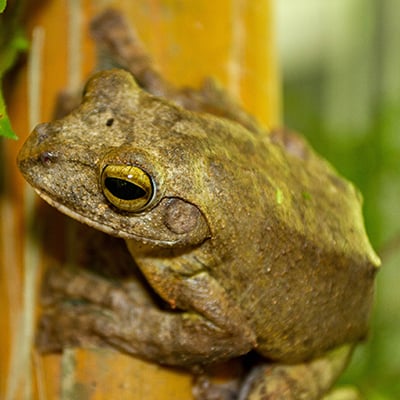 Inside the BioBlitz: A Key Part of Global Conservation