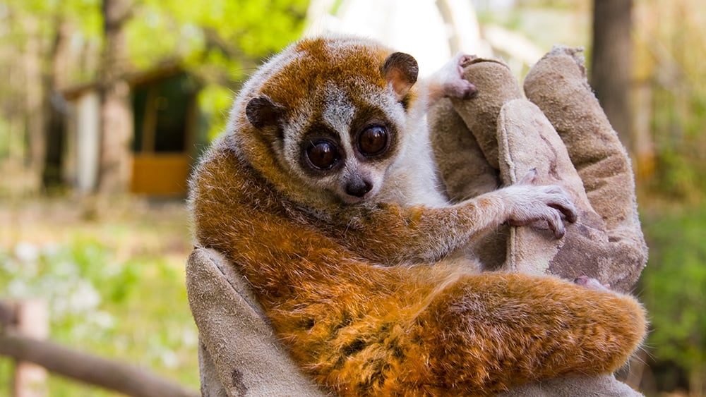 9 Things to Know About the Pygmy Slow Loris