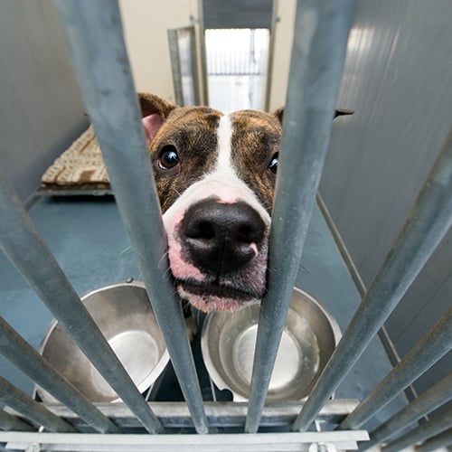 Donate to Support People, Pets & the Planet | Greater Good Charities