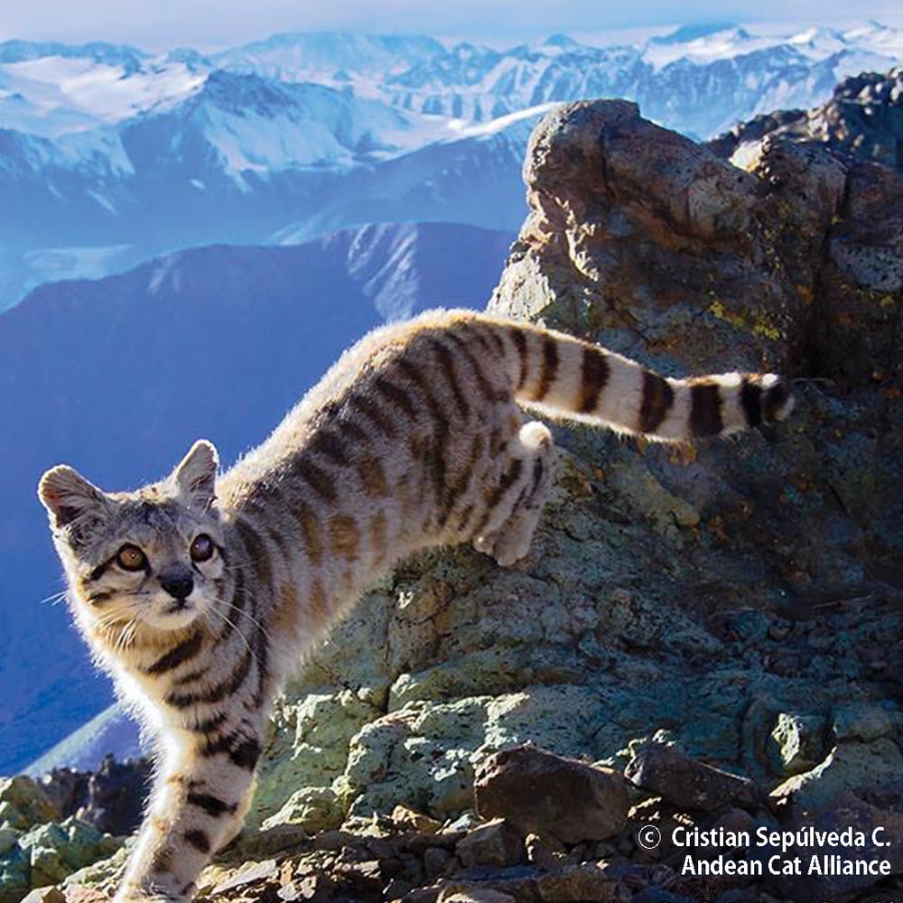 The Andean Cat: A Closer Look at an Endangered Species