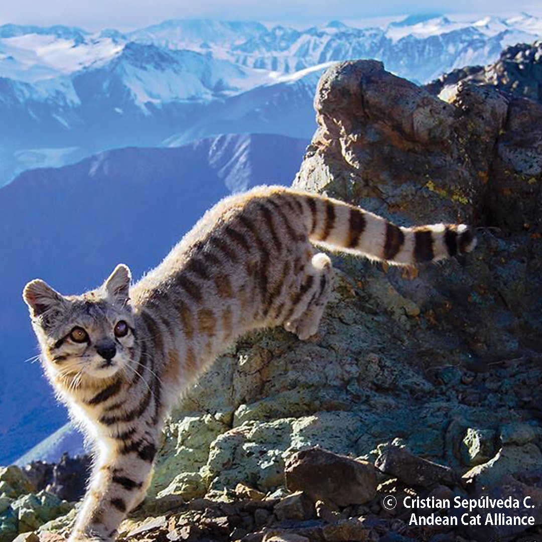 The Andean Cat: A Closer Look at an Endangered Species