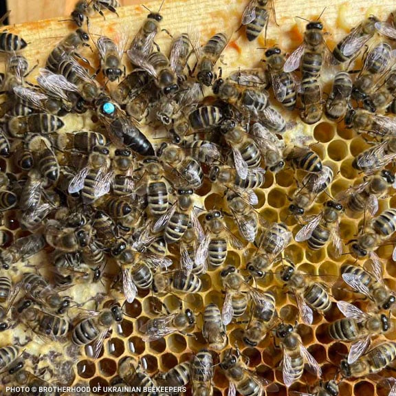10 Things to Know About Queen Bees