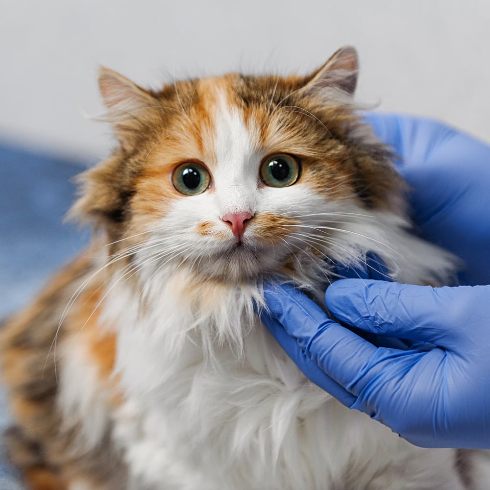4 Reasons Spay and Neuter Programs Are Vital for Every Community