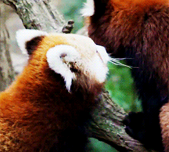 Saving the Red Panda