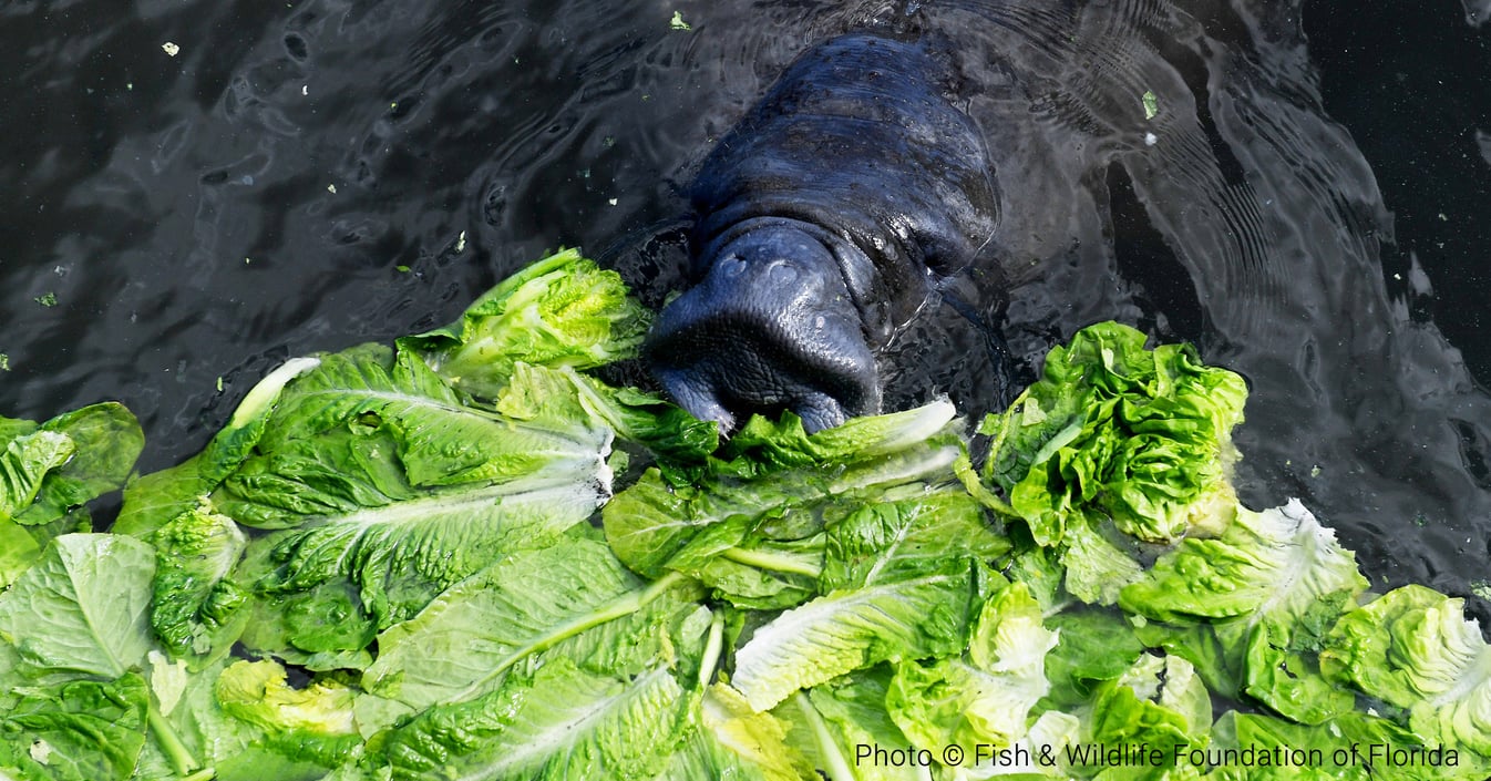 What You May Not Know About Manatees