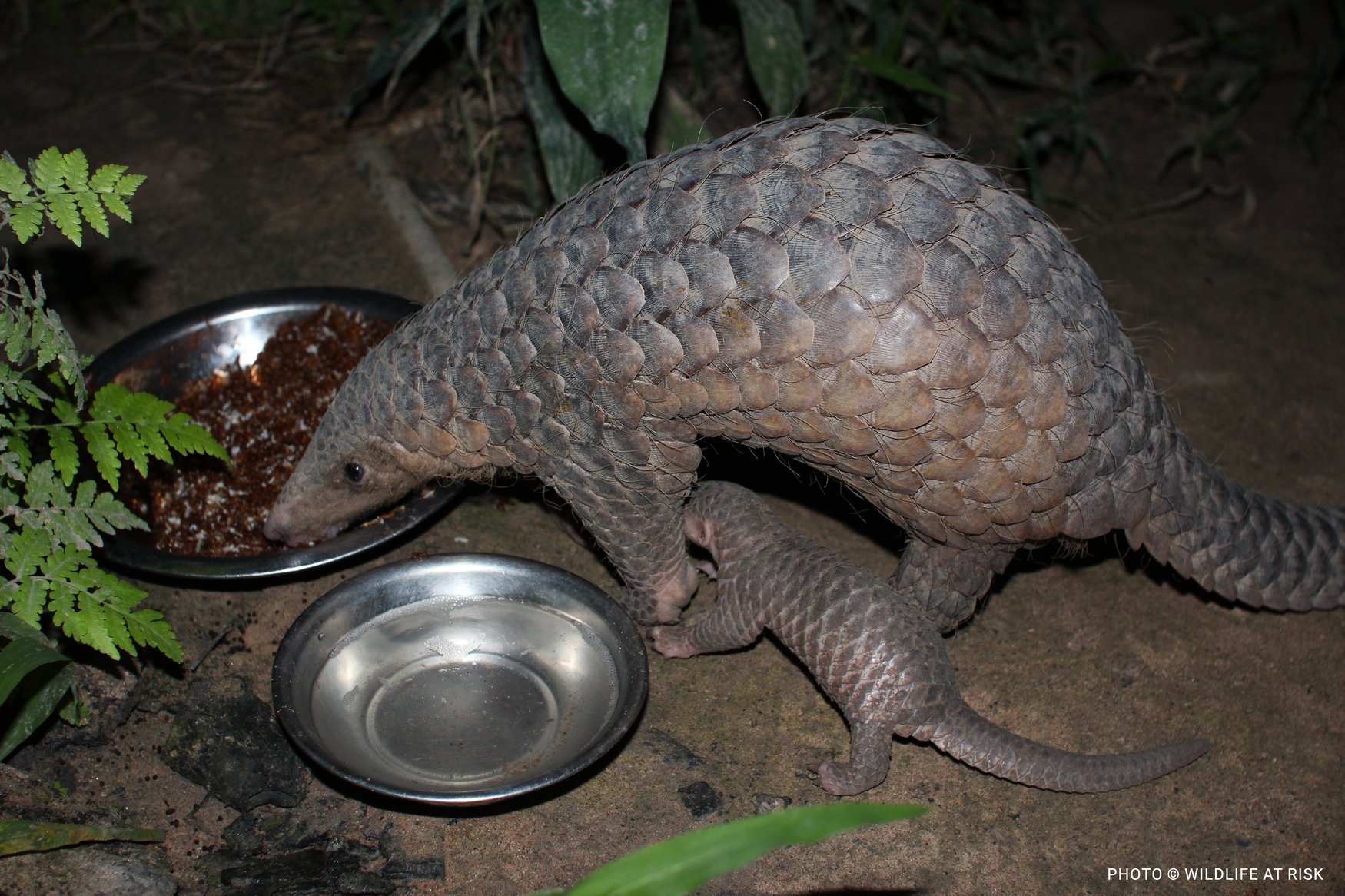 The Role of Pangolin Fathers in Saving a Species