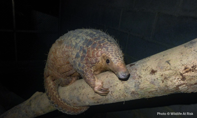 Earth Month: Save the Endangered Pangolin