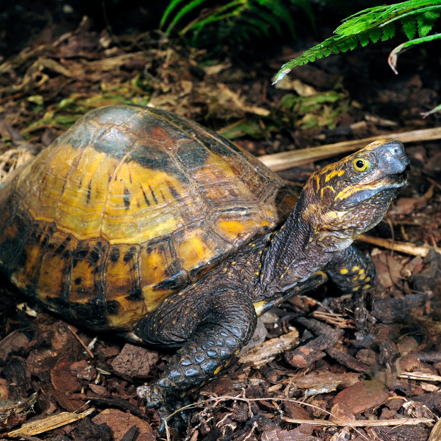 Reptiles: helping ecosystems worldwide - Greater Good Decks