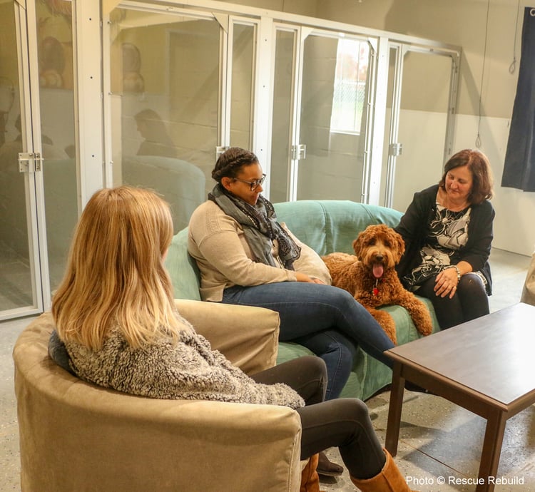 How pets help Domestic violence Survivors
