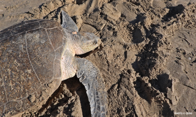 Help Protect Sea Turtles