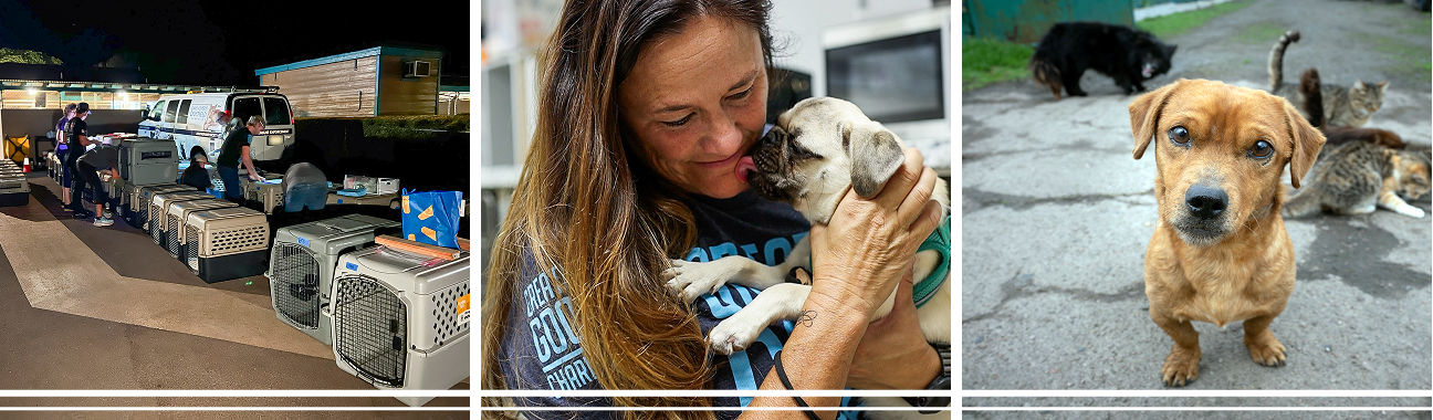 Help Cats Get the Medical Treatment They Need to Survive