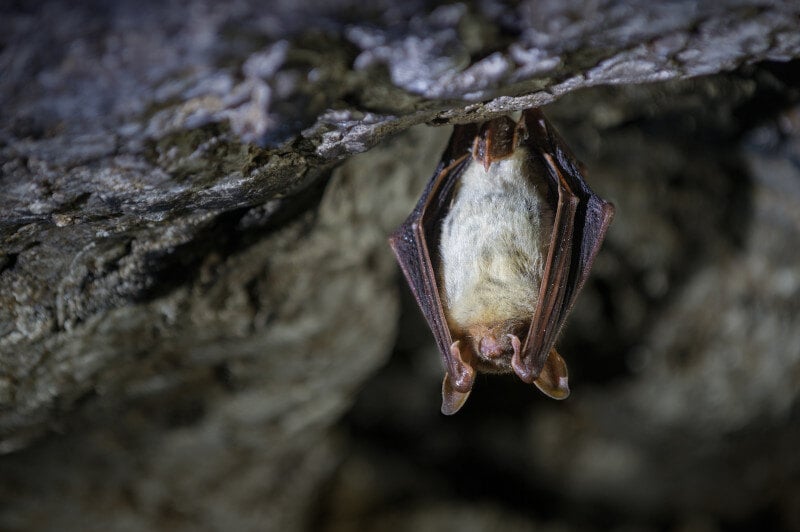 Understanding Bats: Facts, Threats, and Conservation Needs