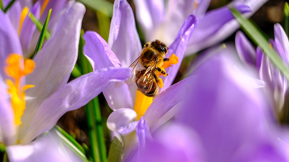 How Bees Affect the Food Chain