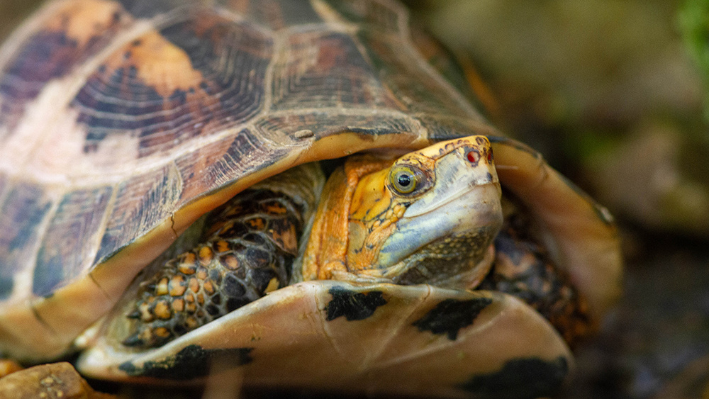 Species Spotlight: Facts and Myths About Turtles
