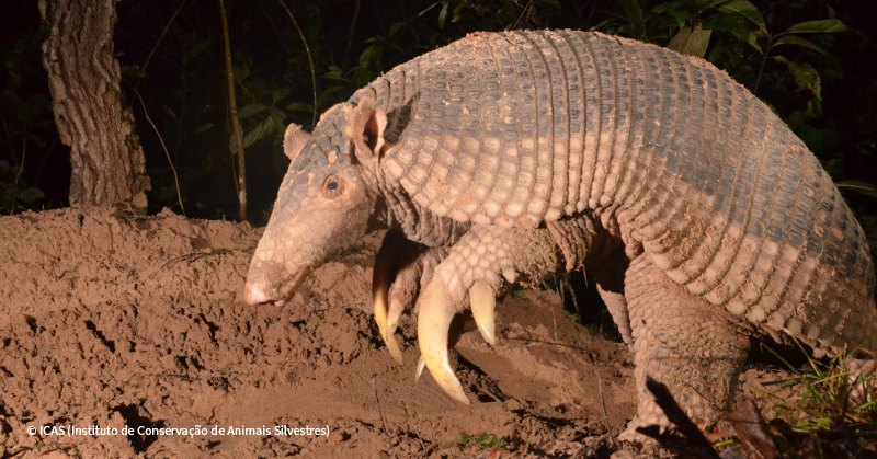 In the path of danger: Protecting Giant Anteaters & Armadillos