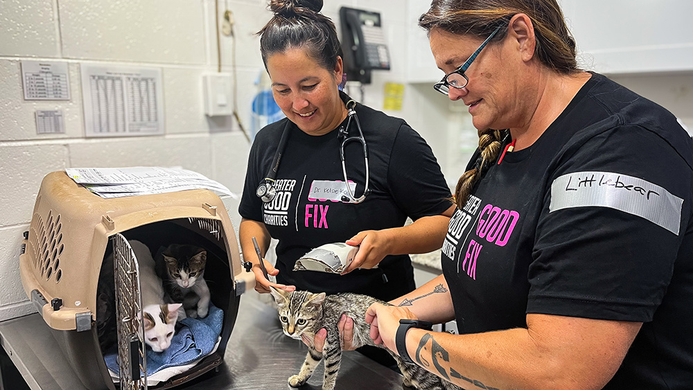 Understanding Feral Cats: Challenges, Care, and Solutions