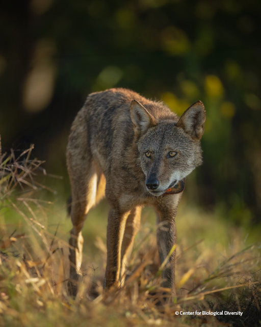 Choose Your Good - Help Save the Endangered Red Wolf