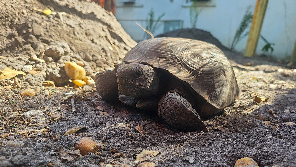 Species Spotlight: Facts and Myths About Turtles