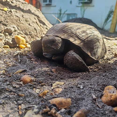 Building a Better Future for Wildlife