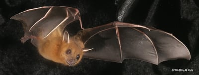 Understanding Bats: Facts, Threats, and Conservation Needs