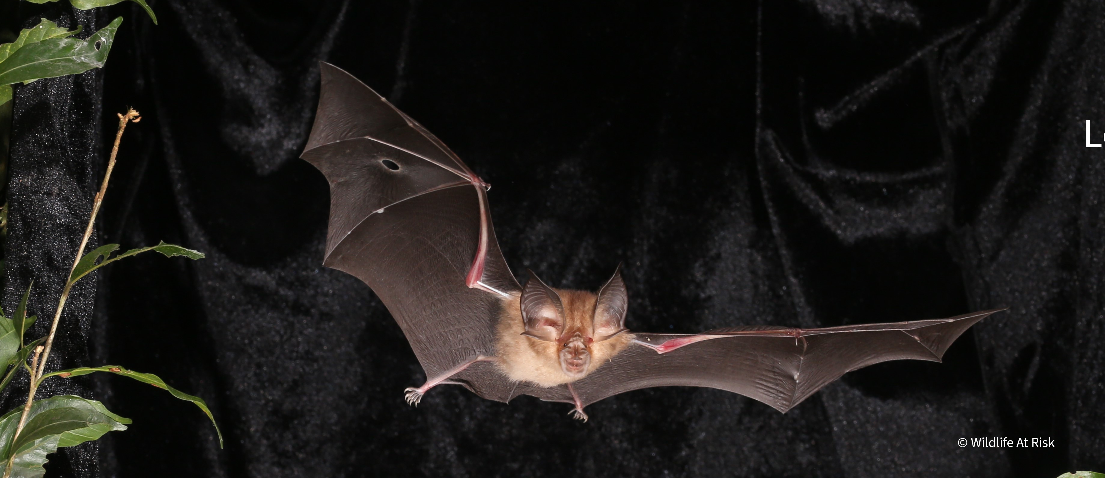Understanding Bats: Facts, Threats, and Conservation Needs