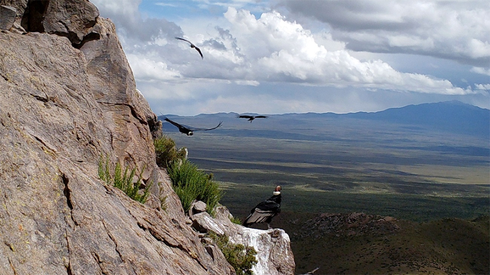 Species Spotlight: Help Argentina’s Threatened Andean Condor