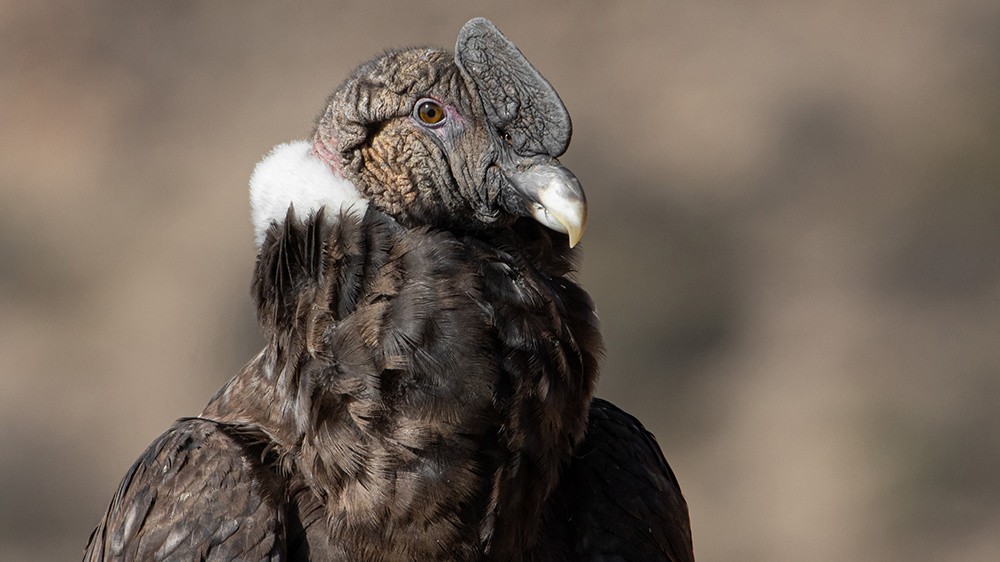 Species Spotlight: Help Argentina’s Threatened Andean Condor