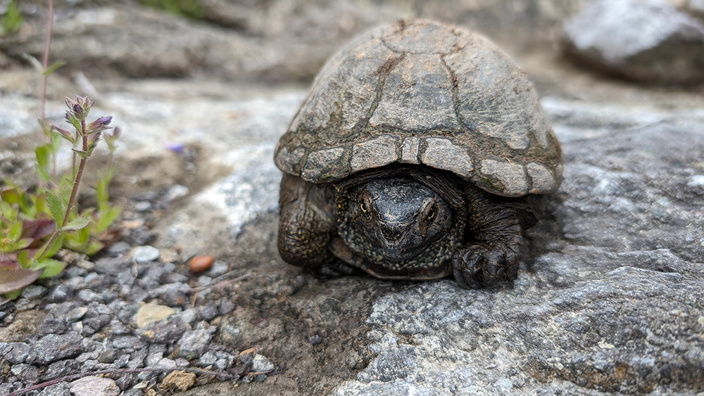 Species Spotlight: Facts and Myths About Turtles
