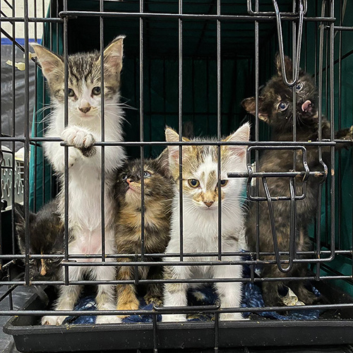 Understanding Feral Cats: Challenges, Care, and Solutions