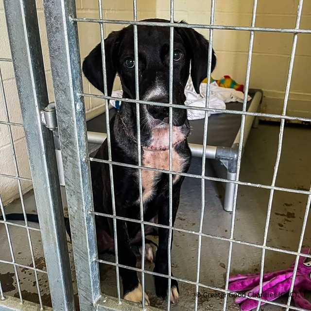 Transport Shelter Pets to Safety