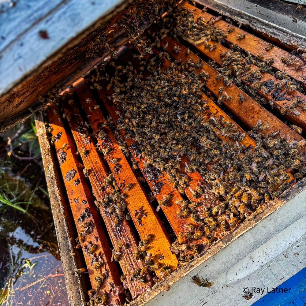 Saving the Bees: How You Can Help Protect Pollinators After Hurricane ...