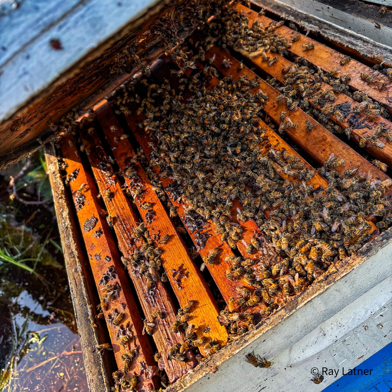 Saving the Bees: How You Can Help Protect Pollinators After Hurricane ...
