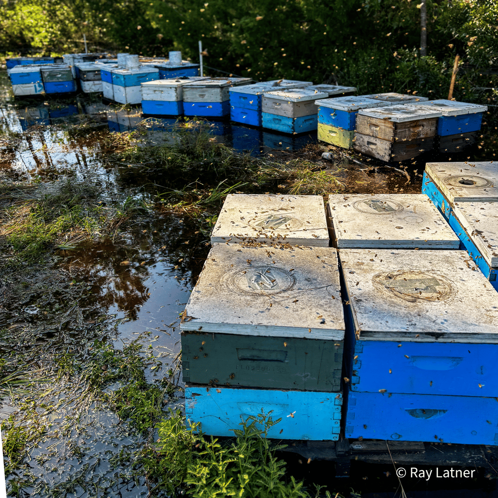 Saving the Bees: How You Can Help Protect Pollinators After Hurricane ...
