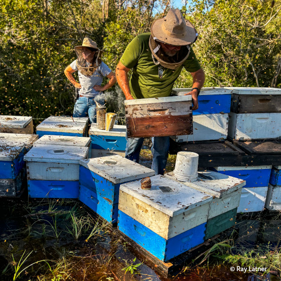 Saving the Bees: How You Can Help Protect Pollinators After Hurricane ...