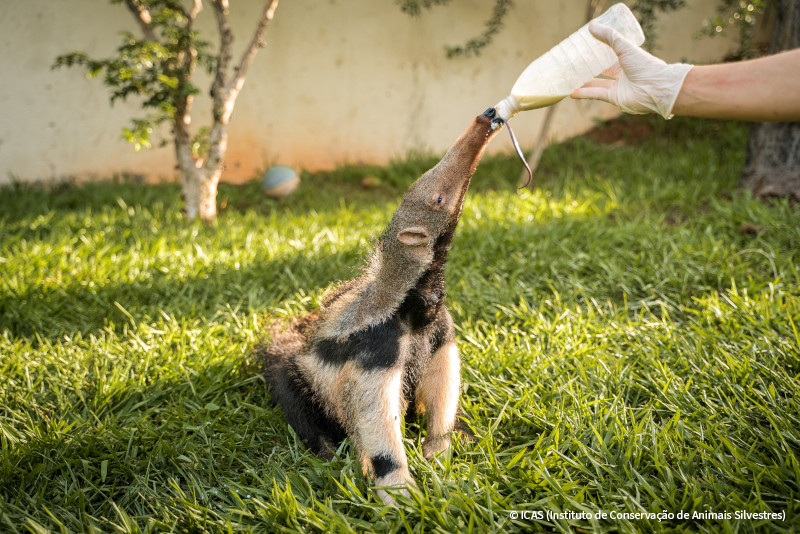 In the path of danger: Protecting Giant Anteaters & Armadillos