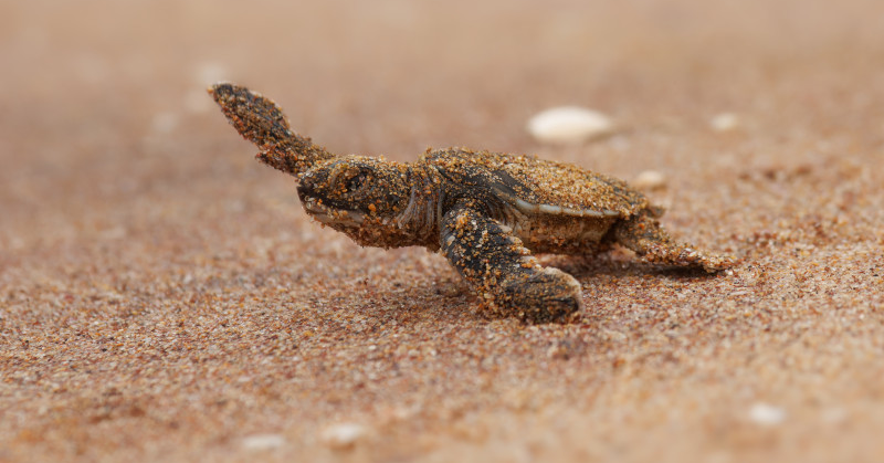 One in a Thousand: The Race to Save Sea Turtles
