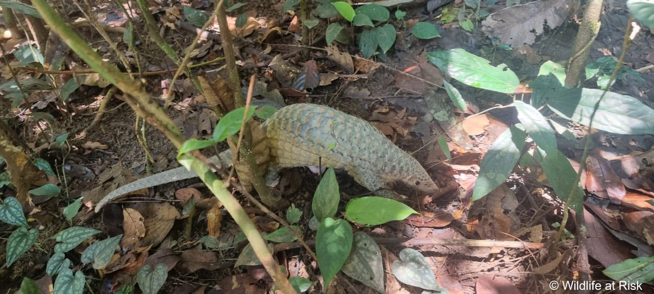 World Pangolin Day: Raising Awareness and Taking Action to Save a Species