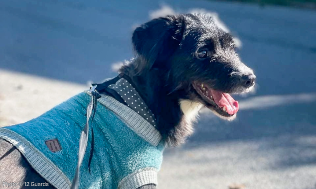 Holiday Pet Food Drive for Animals in Need | Greater Good Charities