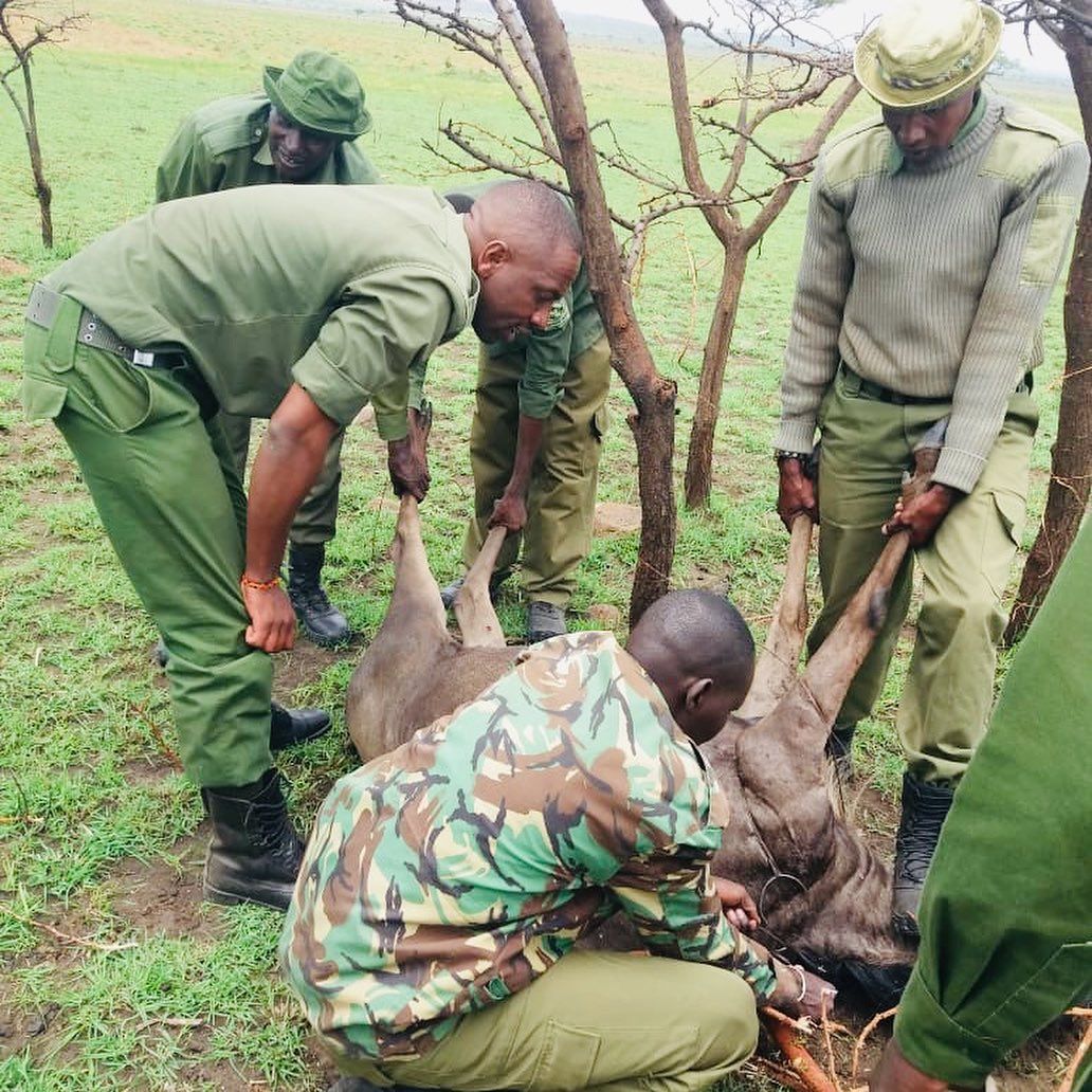 Anti-Poaching Efforts in Maasai Mara, Kenya