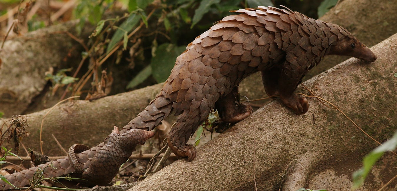 The Role of Pangolin Fathers in Saving a Species