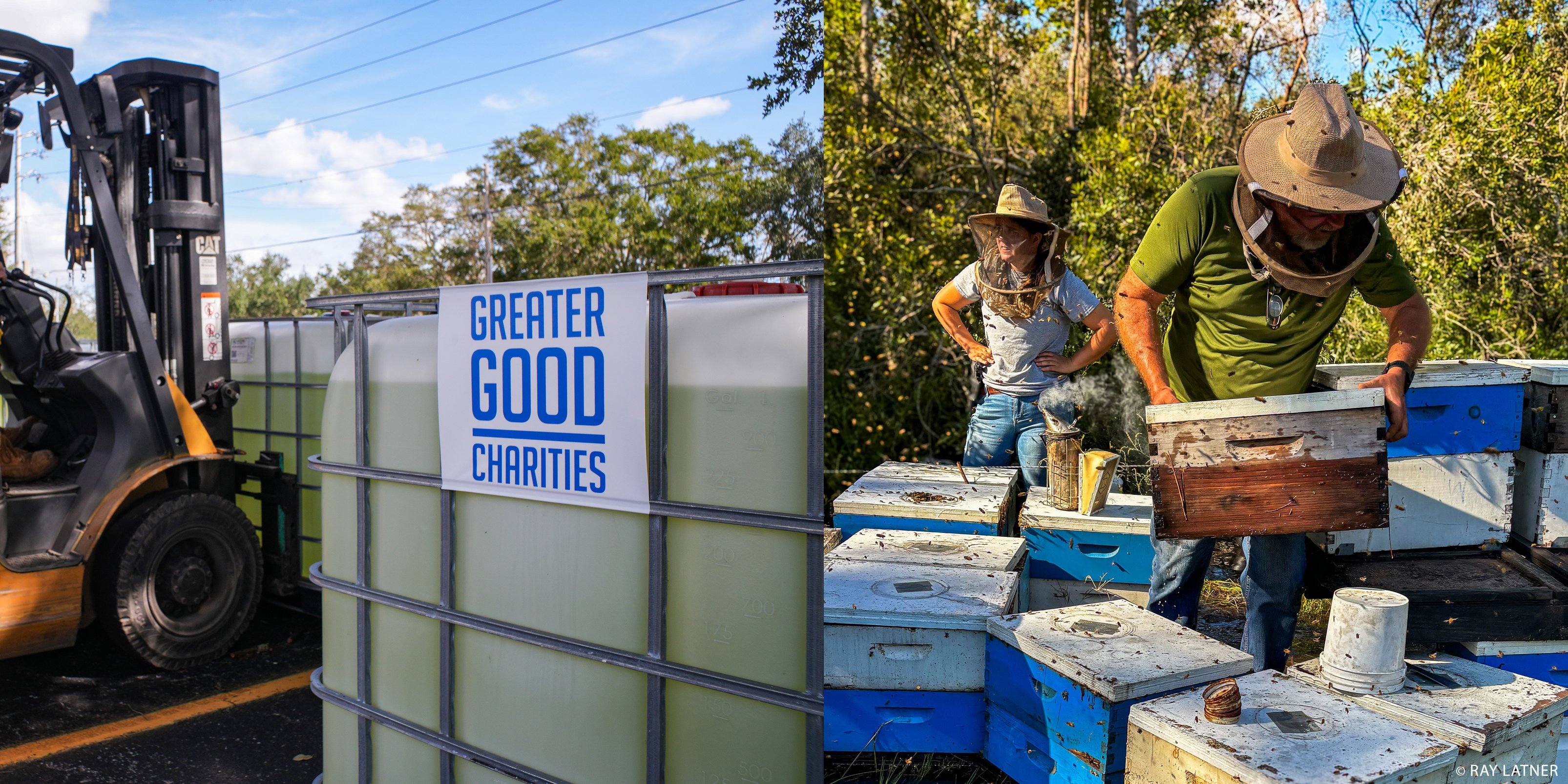 One in Three Bites: How the Bee Crisis Impacts Our Food Chain