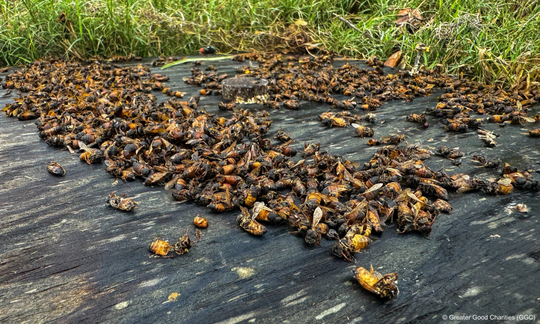 One in Three Bites: How the Bee Crisis Impacts Our Food Chain