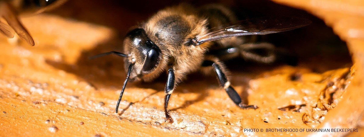 One in Three Bites: How the Bee Crisis Impacts Our Food Chain