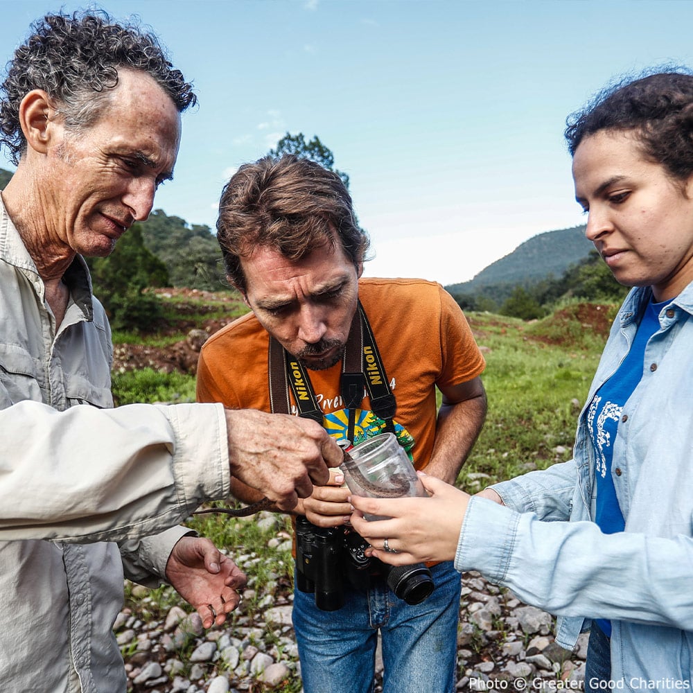 Reptiles: helping ecosystems worldwide