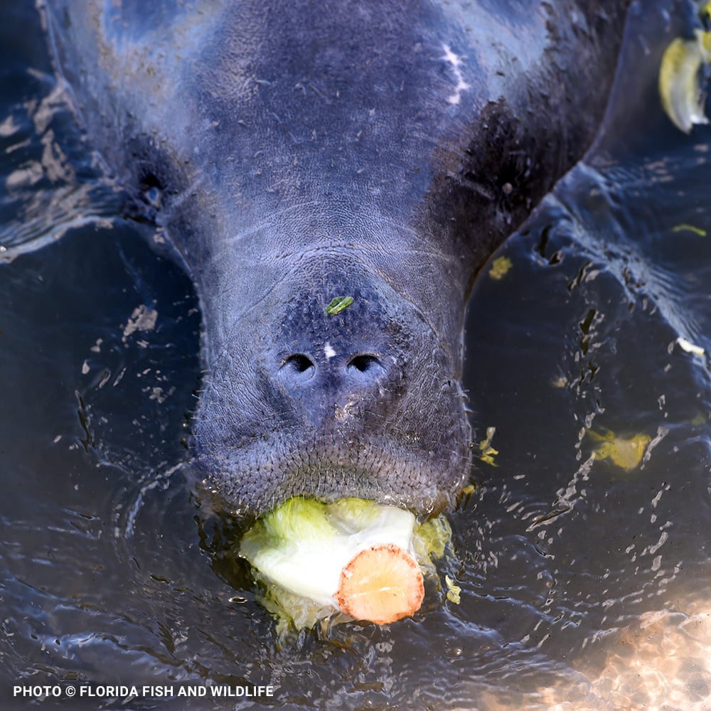 What You May Not Know About Manatees