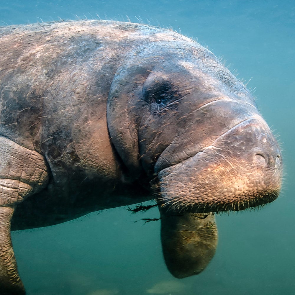 What You May Not Know About Manatees