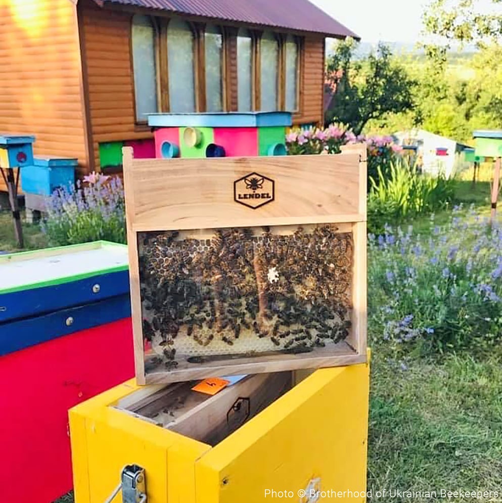 10 Things to Know About Queen Bees