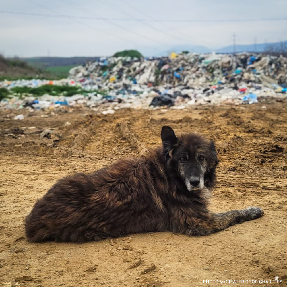 Disaster Relief: Dogs in Greece